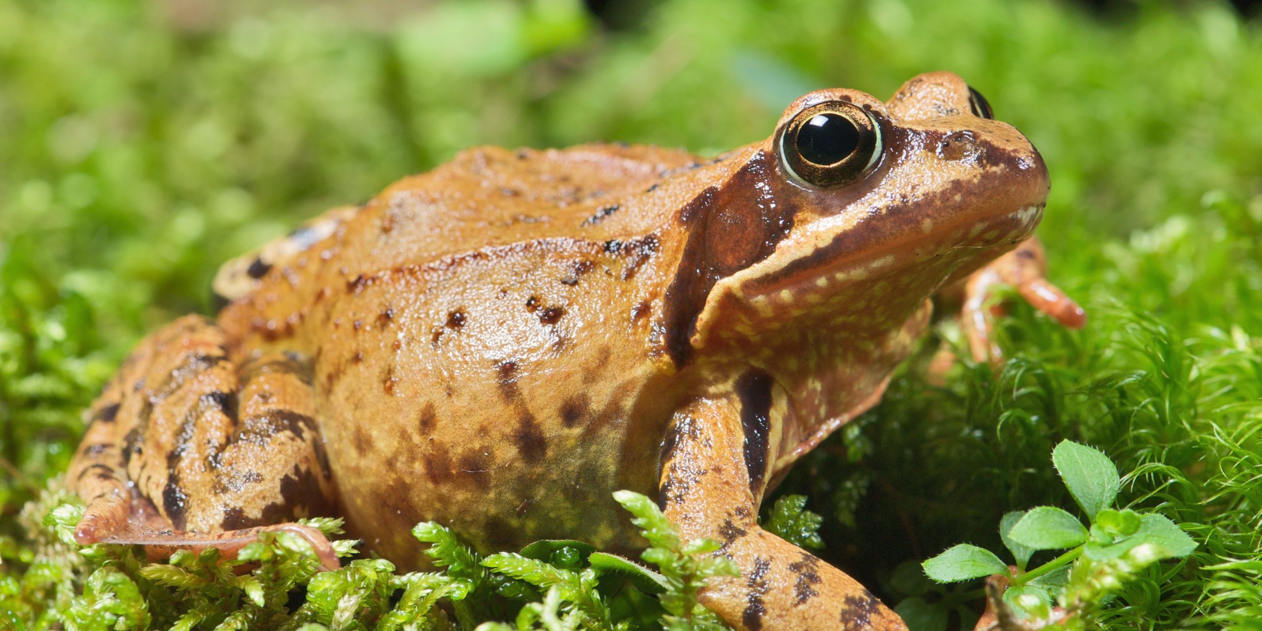 Cane Toad Narcotics - Trading Game